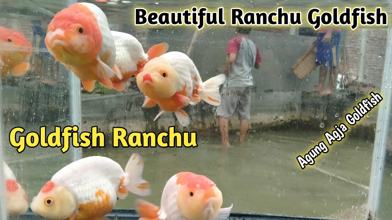 Ikan koki Ranchu, Beautiful Ranchu Goldfish - YouTube
