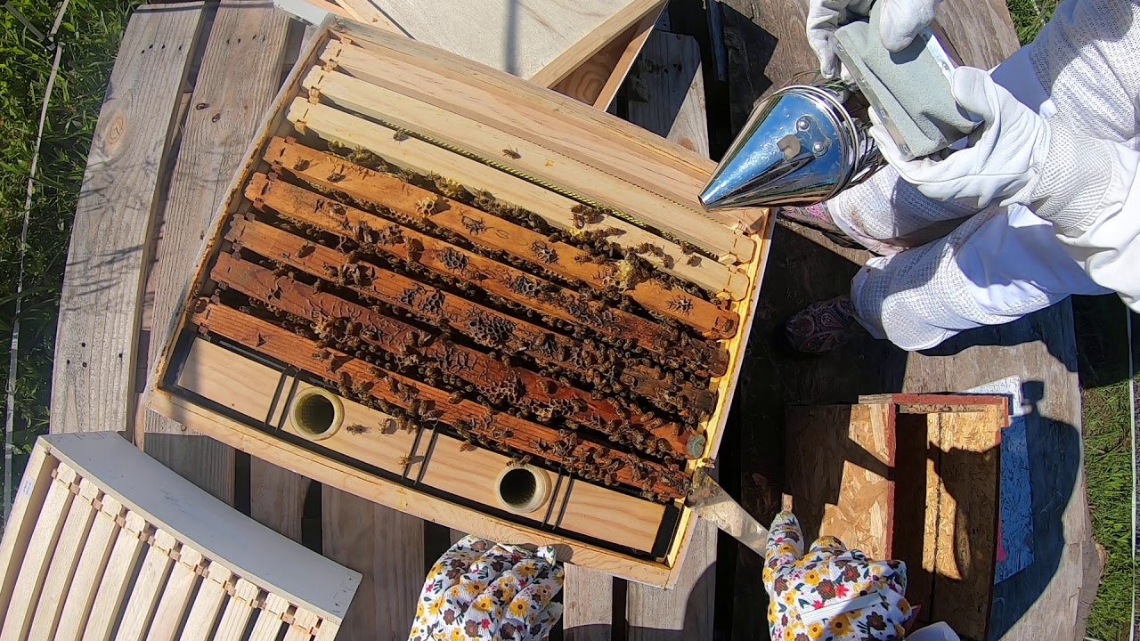 checking swarm bee hive - YouTube