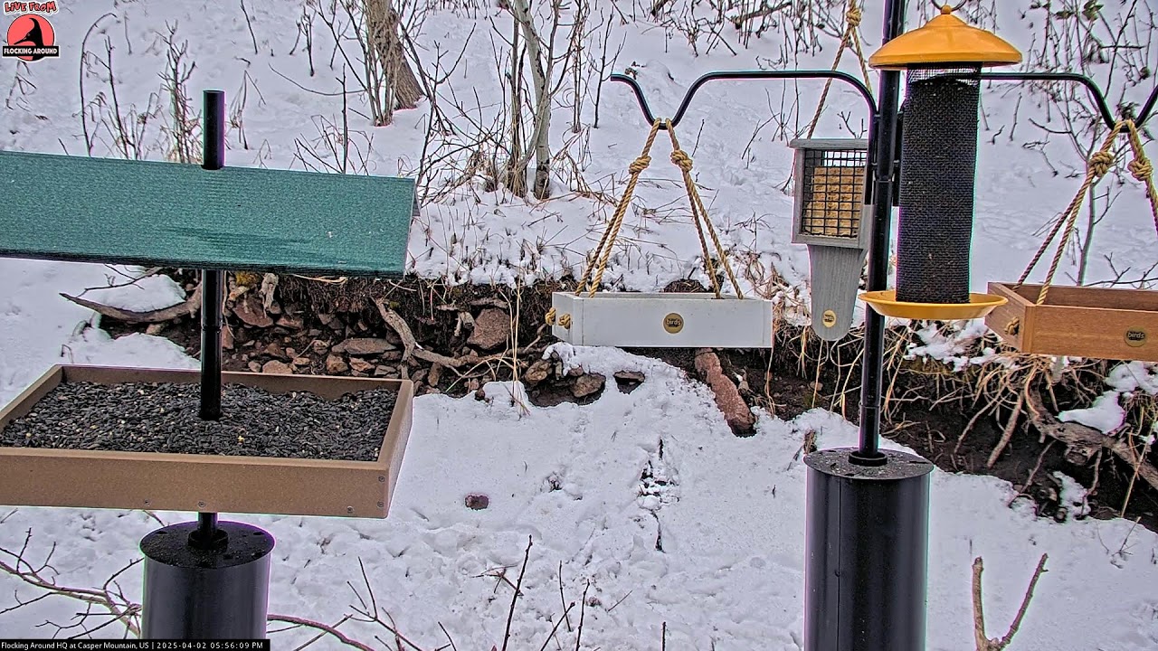 04/02/2025: Backyard Birdwatching Bonanza! Watch the Flocking Around ...