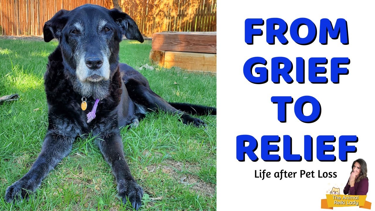 Coping with the Grief & Loss of a Pet - YouTube