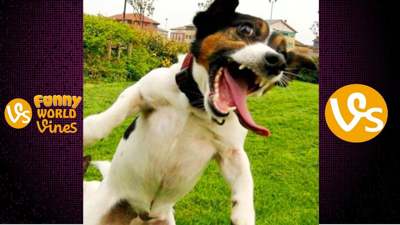 TRY NOT TO LAUGH Animal Edition - Funny Vine &VIdeo Compilation The ...