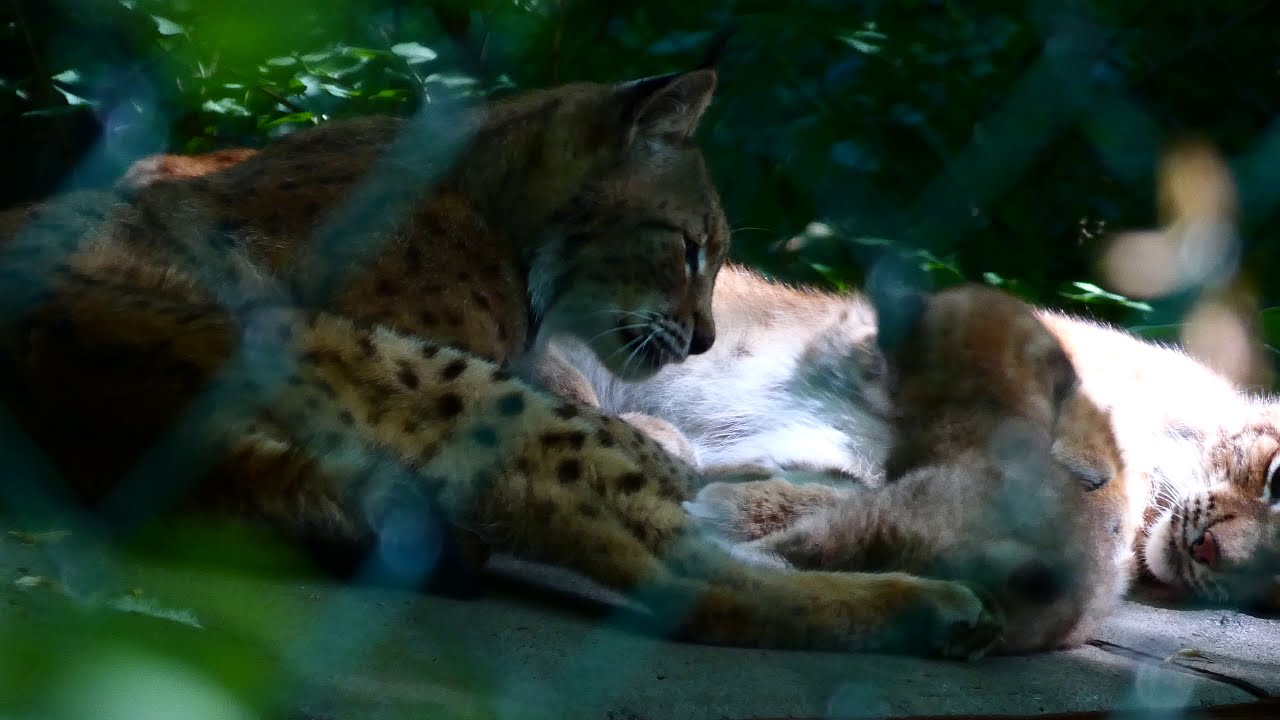 Luchs Baby im Tiergarten Zoo Schönbrunn geboren (Lynx lynx) Park ...
