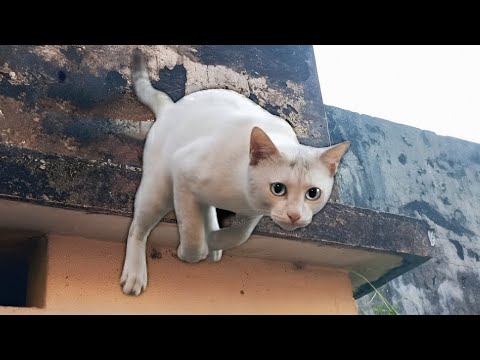 Stray Cat Jump on the window for Relax - YouTube