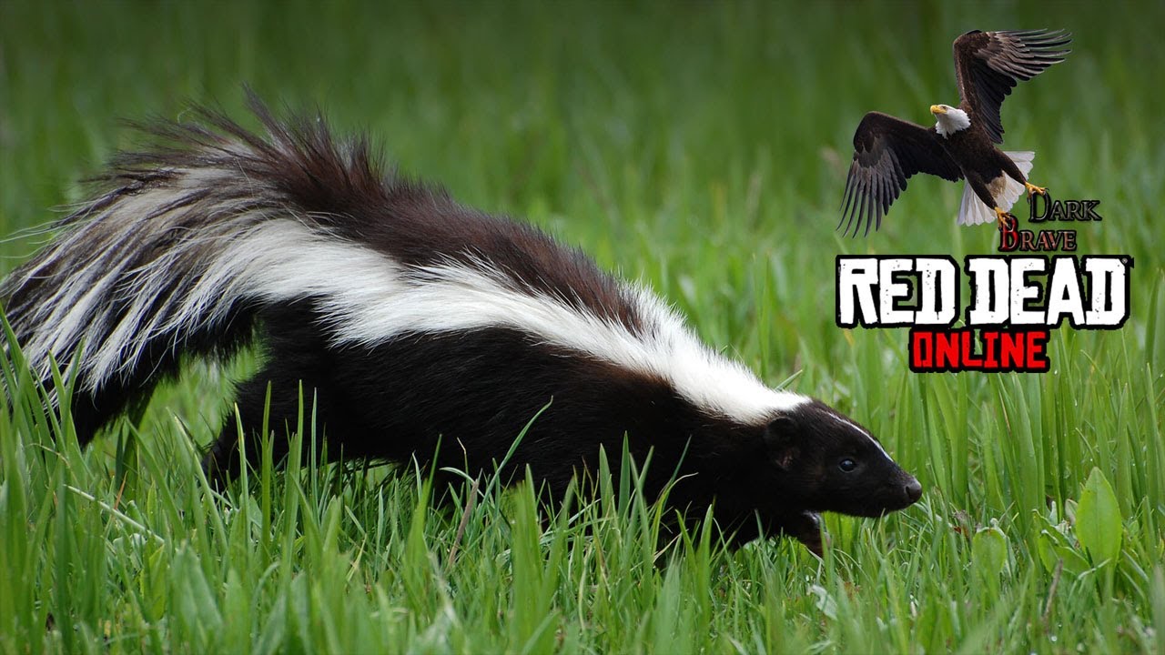 RDR 2 Online Striped Skunks Location (Striped Skunks Skinned) - YouTube