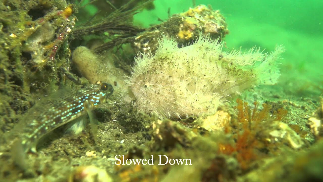 Striped Anglerfish Hunting - YouTube