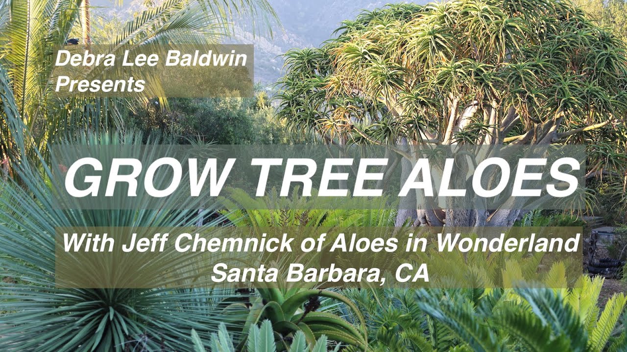 Succulent Aloes barbarae and 'Hercules' for Gardens - YouTube