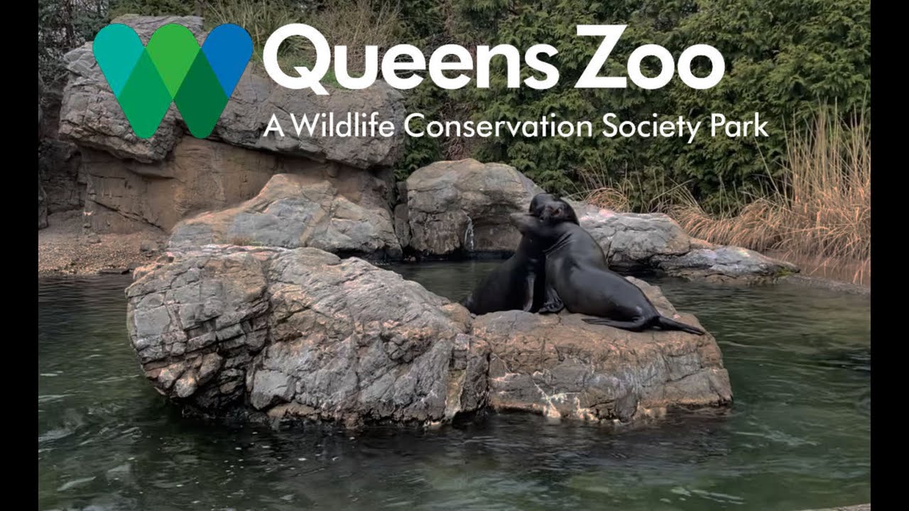 Queens Zoo Full Walking Tour New York City 2022 (Sea Lions Cuddles ...