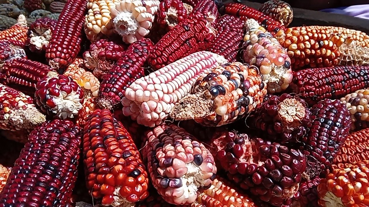 asi escojo mi mazorca de color( ROJO) para desgranarlo - YouTube