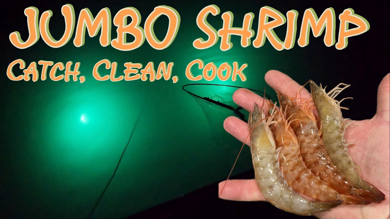 How To Catch A LIMIT Of Shrimp 🦐🦐 {Catch, Clean, Cook} - YouTube
