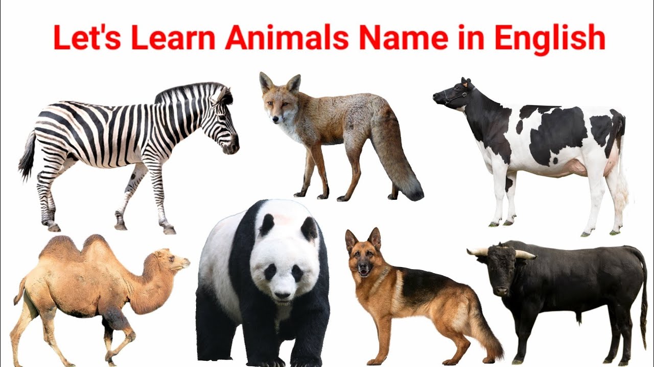 Let's Learn Animals Name in English || Animals Video Panda, Ox, Fox ...