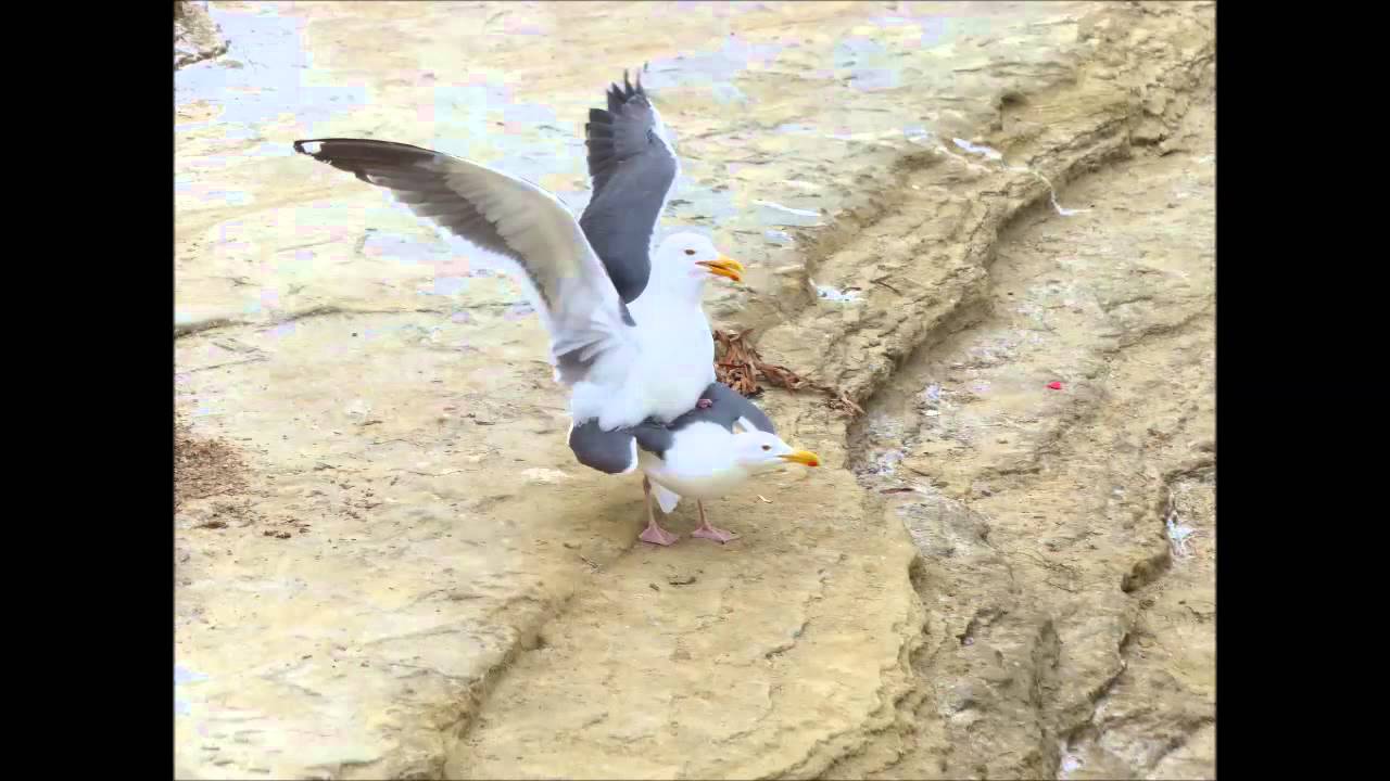Seagulls mating - YouTube