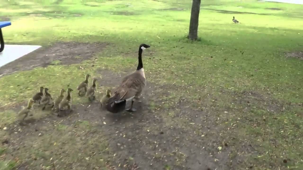 Adorables gansos bebé corriendo - YouTube