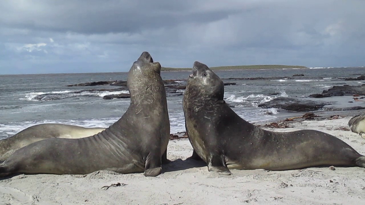 belly flopping seals - YouTube