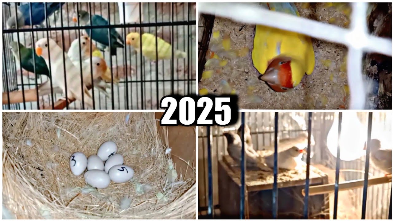 LOVEBIRDS AND JAVA BREEDING PROGRESS CHECK | ALBINO LOVERS - YouTube