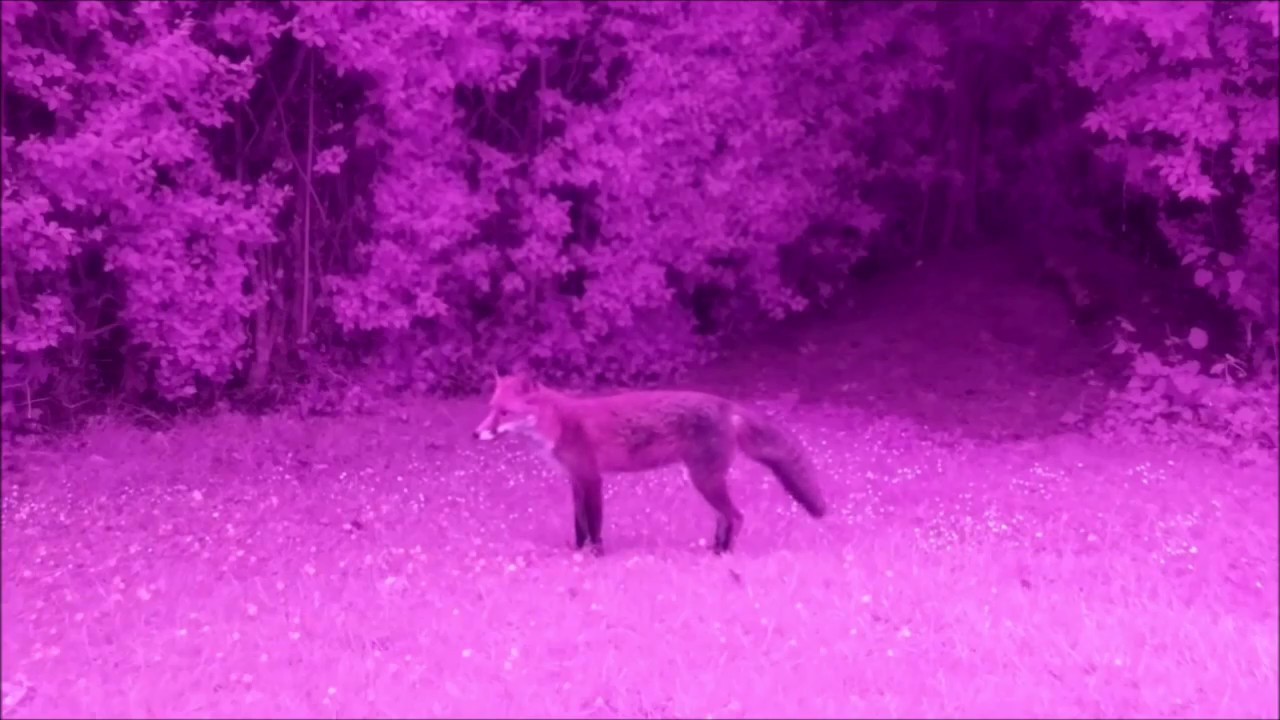 Urban Foxes East Belfast Playtime June 2020 - YouTube