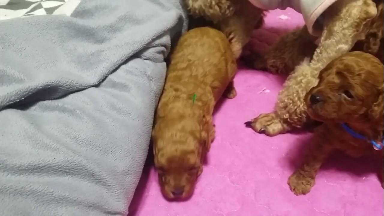 푸들칠공주 첫 단체 거실 나들이, ppuppy - YouTube