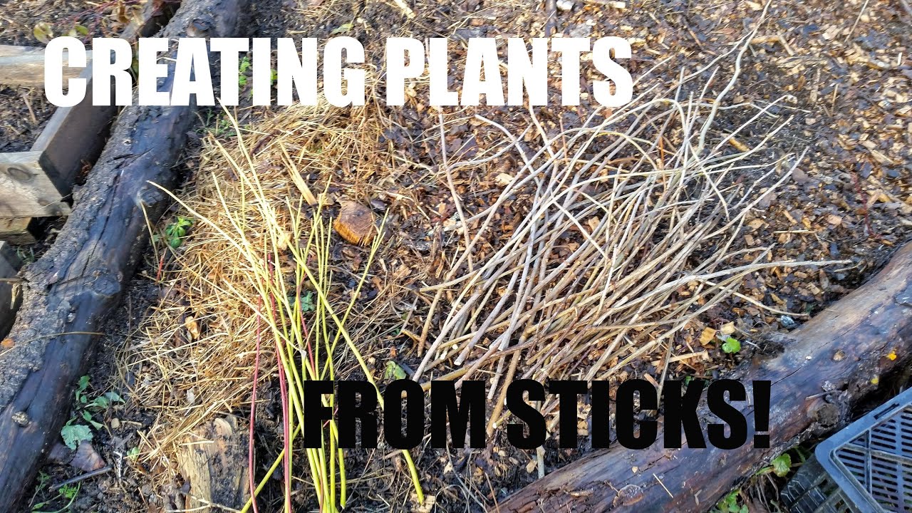 Starting Plants From Sticks! | Easy Hardwood Cuttings | Propagating ...