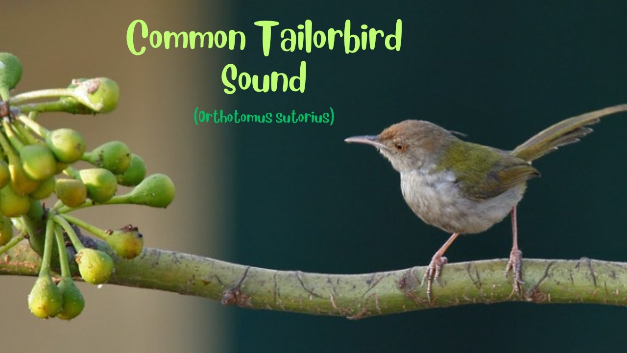 Common Tailorbird Sound - Common Tailorbird Singing Songs - Common ...