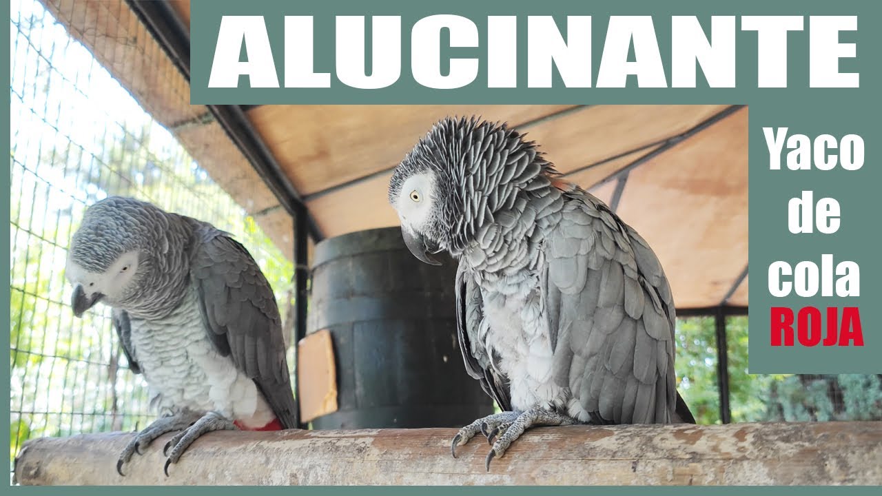 ️ Curiosidades del Yaco de cola roja 🦜🦜 - YouTube
