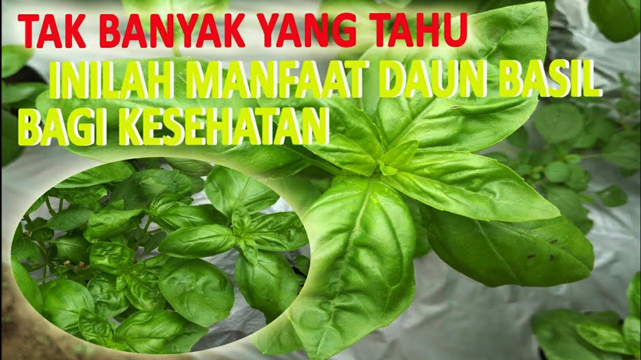 Info penting, manfaat dan khasiat daun basil / sweet basil untuk ...