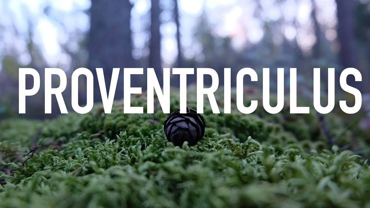 PROVENTRICULUS - YouTube