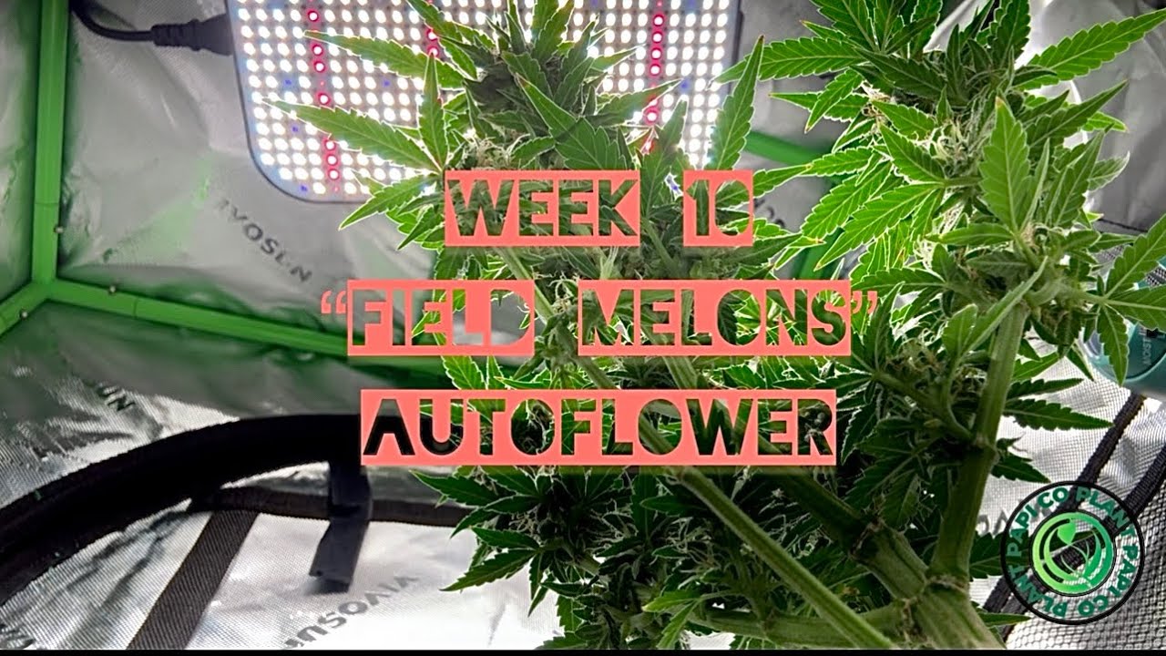 Week 10 “Field Melons” AUTOFLOWER - YouTube