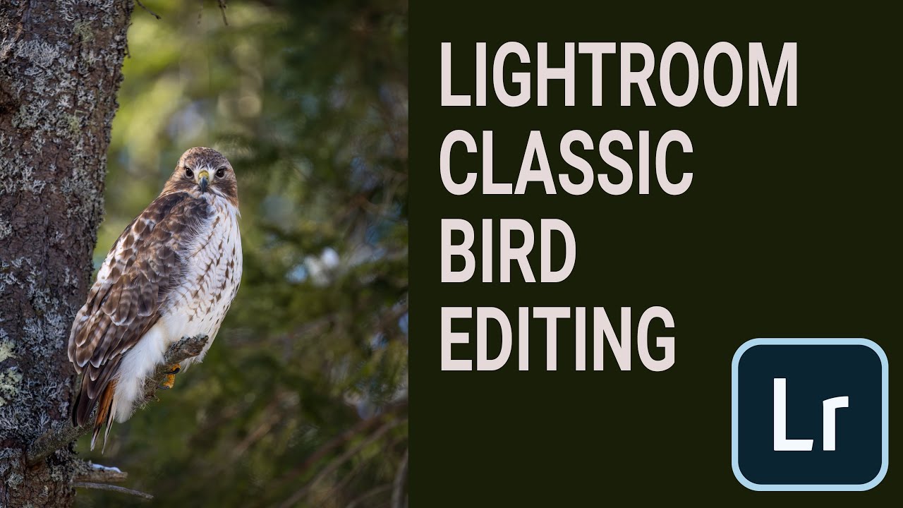 LIGHTROOM CLASSIC. Bird editing tips and tricks - YouTube