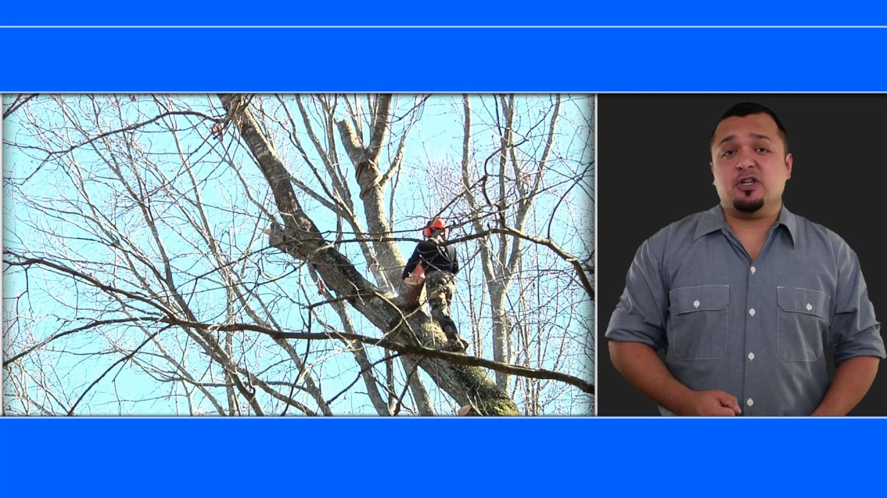 Best Rated Tree Service Wake Forest NC (919) XXX XXX Best Tree Service ...