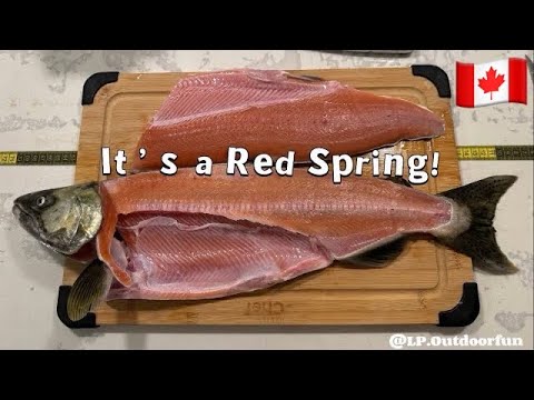 Red Spring/Chinook Salmon Fishing | BC Canada | 2024 - YouTube