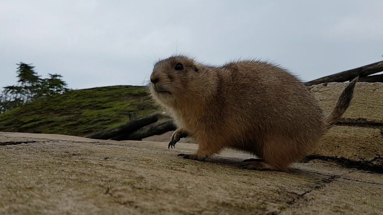 cute rodent at the zoo - YouTube