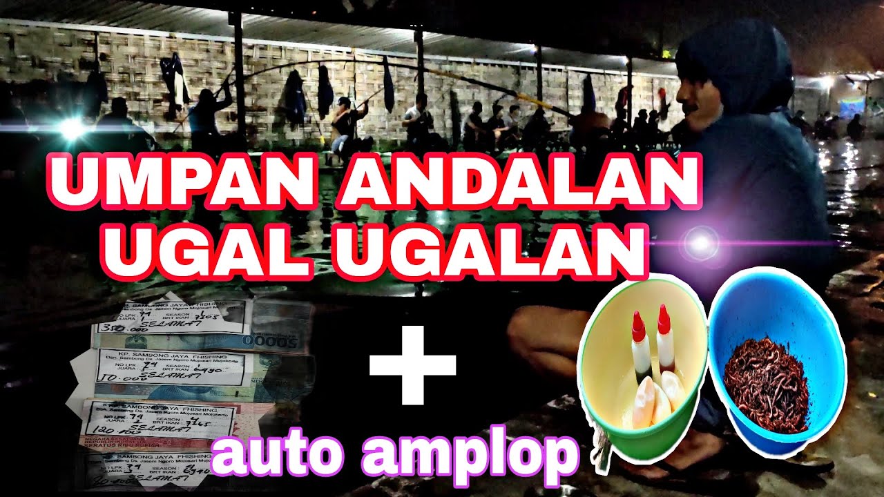 UMPAN CACING TIGER||UGAL UGALAN DIKOLAM SAMBONG JAYA FISHING - YouTube