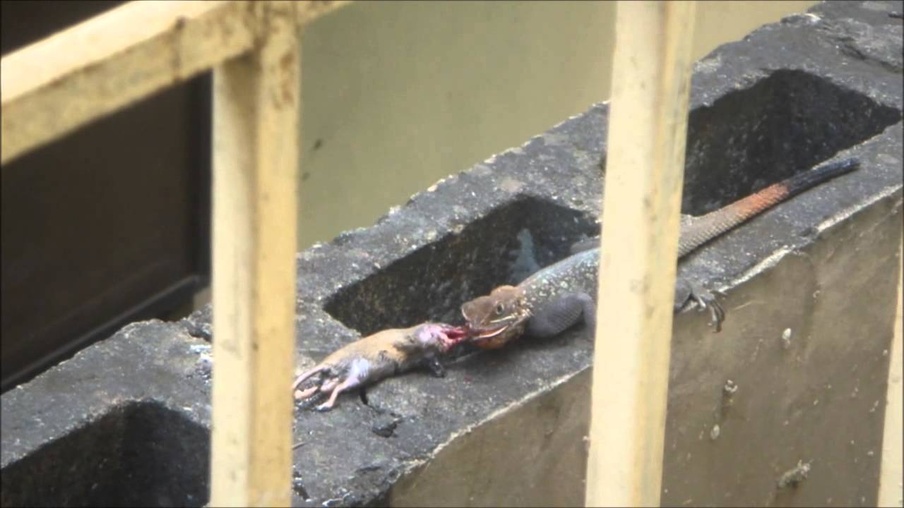 Cannibal Lizard Gobbling Live rat - YouTube