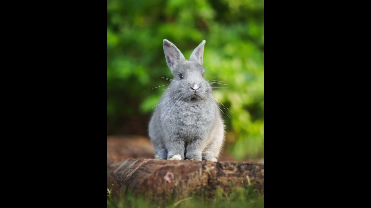 Rabbit sound effect - YouTube