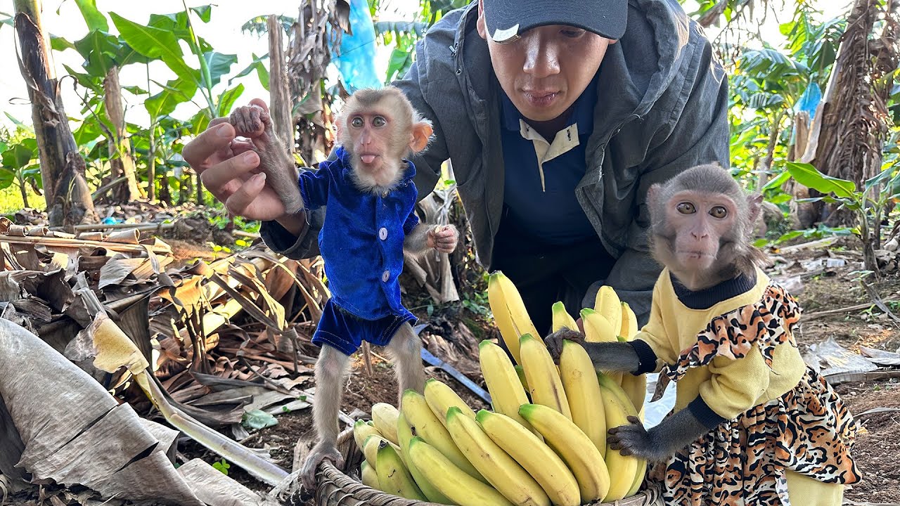 Super smart! Boo and Bim harvest bananas with their dad in a ...