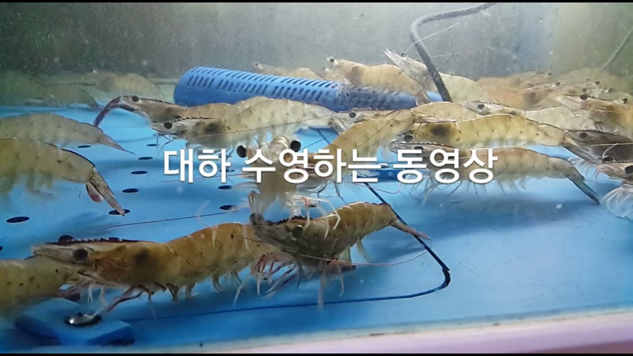 대하 수영하는 동영상 (fleshy prawn) - YouTube