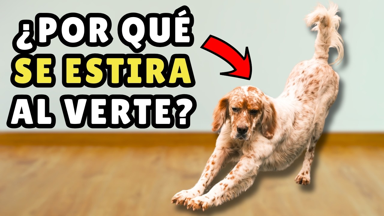 ¿Tu perro SE ESTIRA cuando te ve? ️ Esto es lo que realmente significa ...