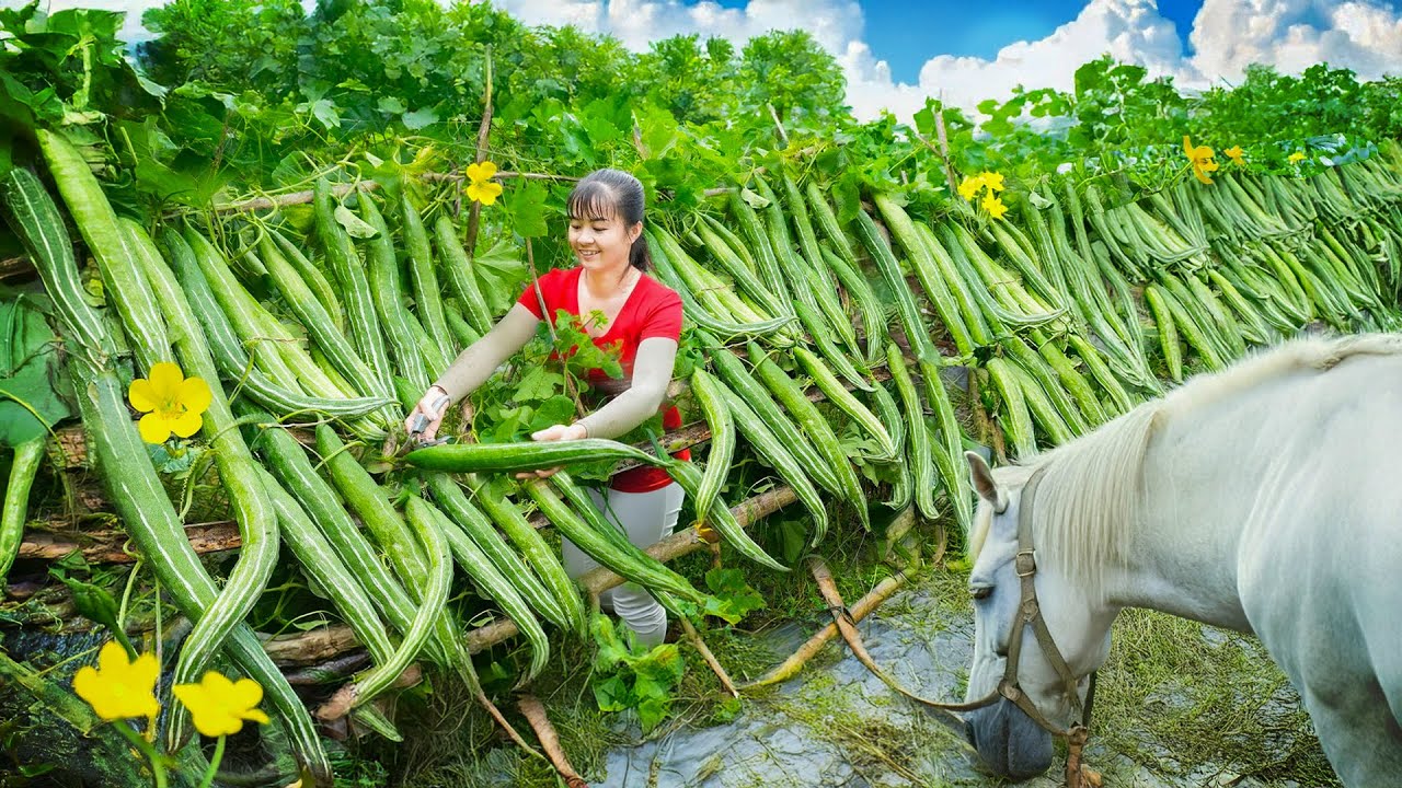 Harvesting Japanese Luffa from the Farm to Sell at the Countryside ...