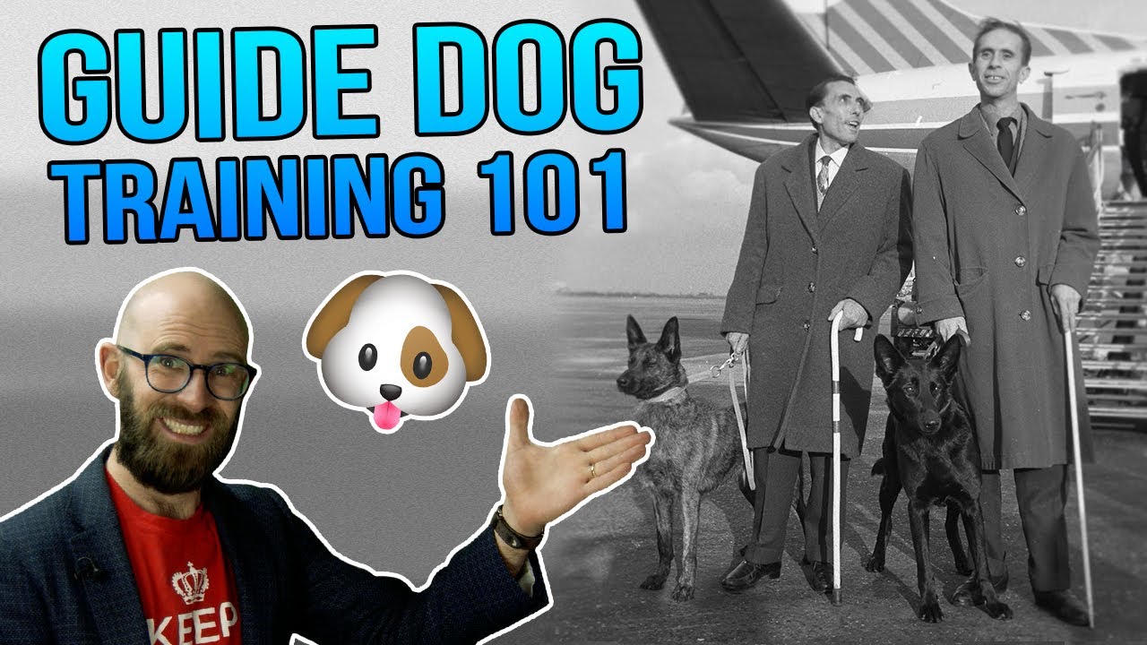 How are Guide Dogs Trained? - YouTube