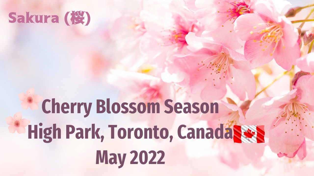 Sakura Cherry Blossom High Park Toronto - YouTube