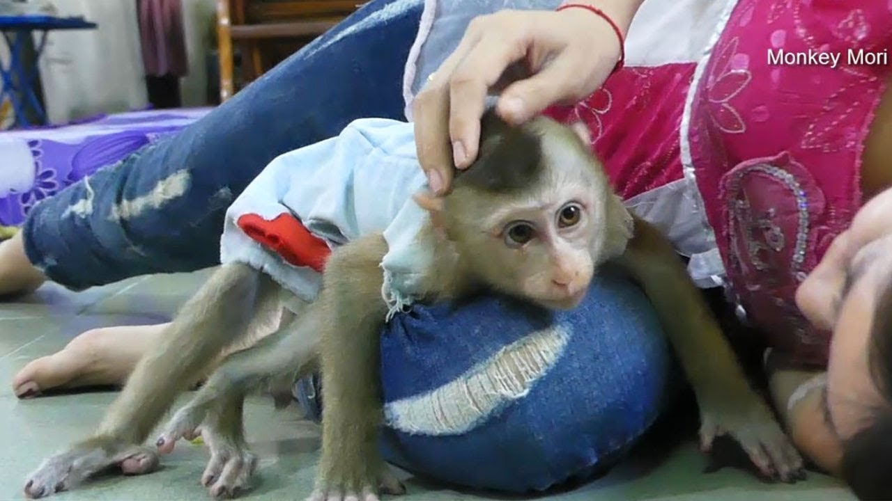 Wow Baby Monkey Mori And Mom Make Fun After Meal Full - YouTube