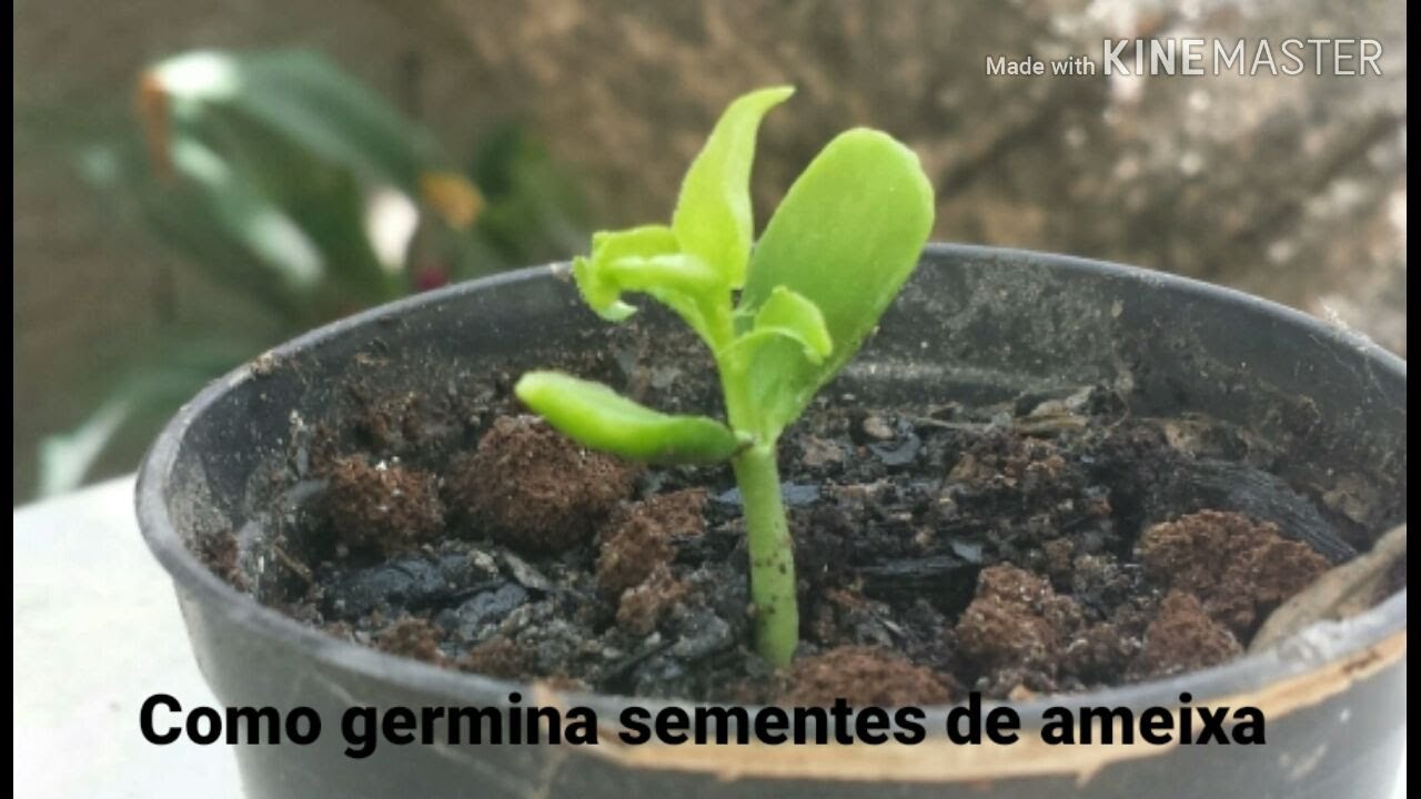 Como germina sementes de ameixa com sucesso video 2 - YouTube