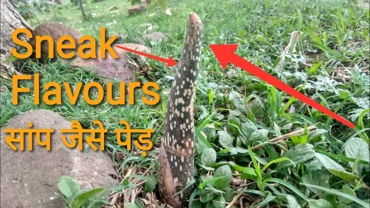 सांप जैसे पेड़ Sneak Flavours (tree) - YouTube