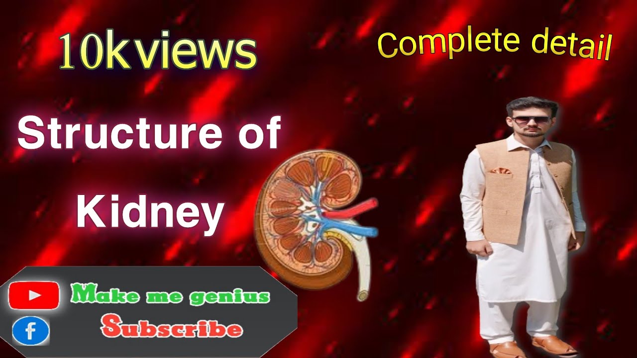structure of kidney very understanding topic for student - YouTube
