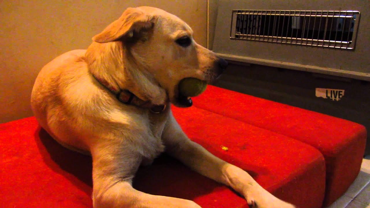 The World's Guiltiest Dog! - YouTube