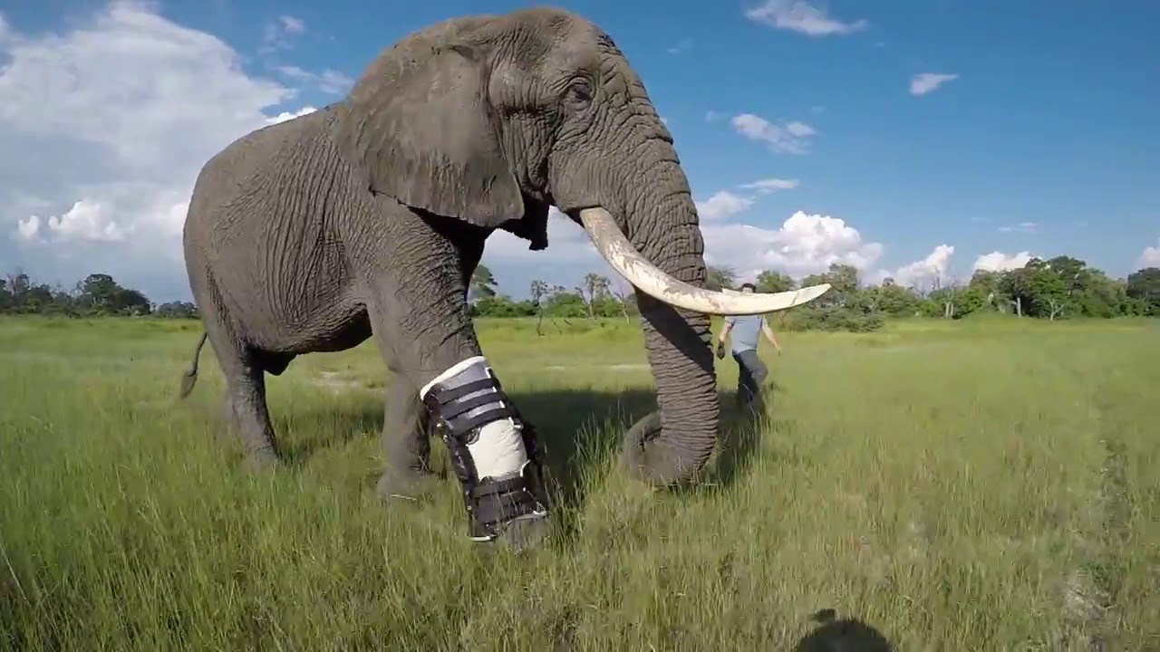 Jabu the elephant walking - Solo Elephant Parade - YouTube