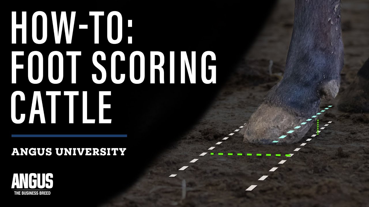 HOW TO FOOT SCORING CATTLE YouTube how-to-foot-scoring-cattle-youtube