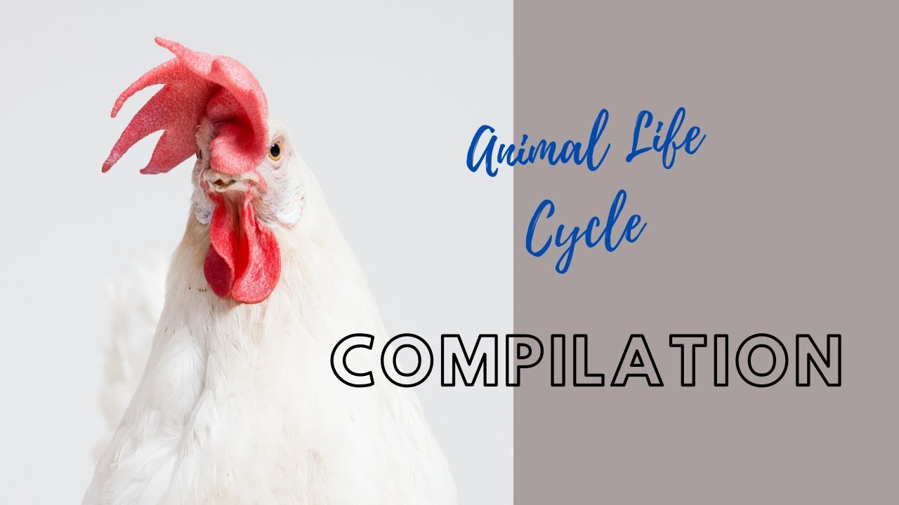 Life Cycle of an Animal Compilation: Butterfly, Frog, and Chicken - YouTube