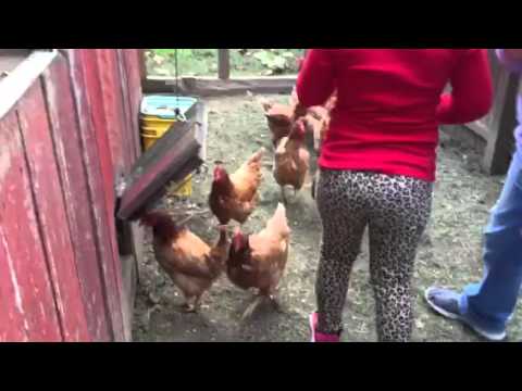 Saying bye to chickens #2 - YouTube