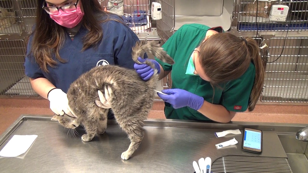 TPR on a cat - YouTube