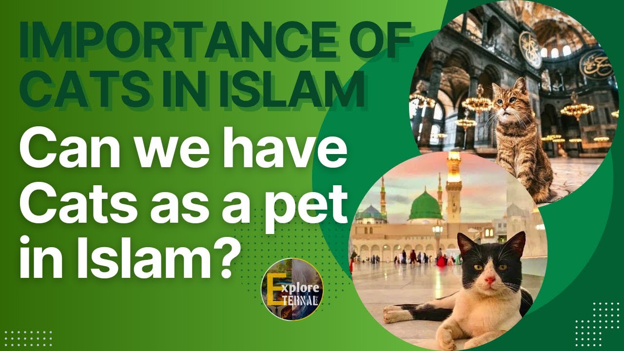 CATS IN ISLAM | Importance of Cats in Islam | Can we have Cats as Pets ...